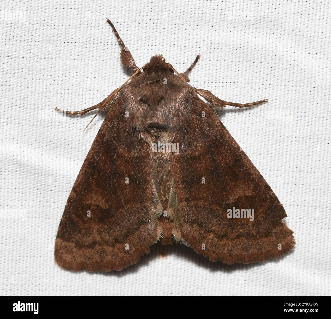 Bronzed Cutworm Moth (Nephelodes minians Stock Photo - Alamy