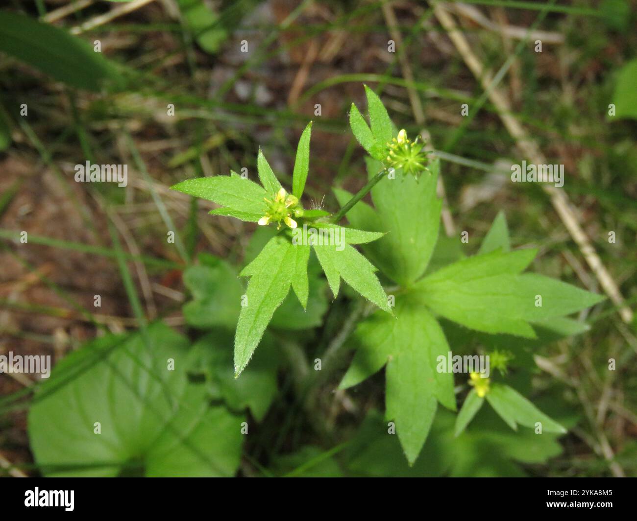woodland buttercup (Ranunculus uncinatus Stock Photo - Alamy