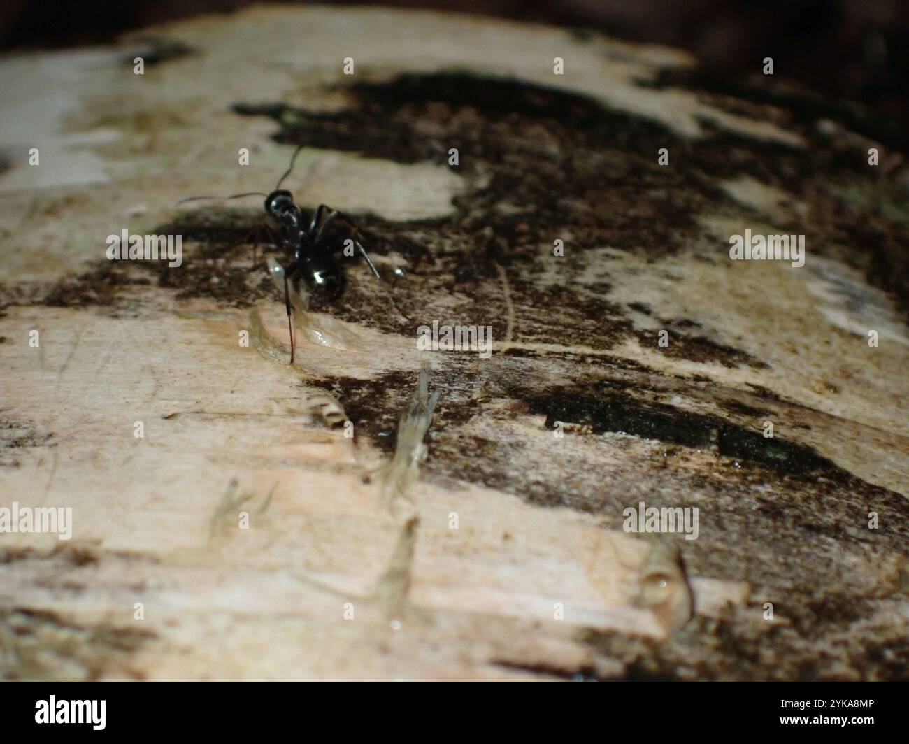 Formica fusca ants hi-res stock photography and images - Alamy