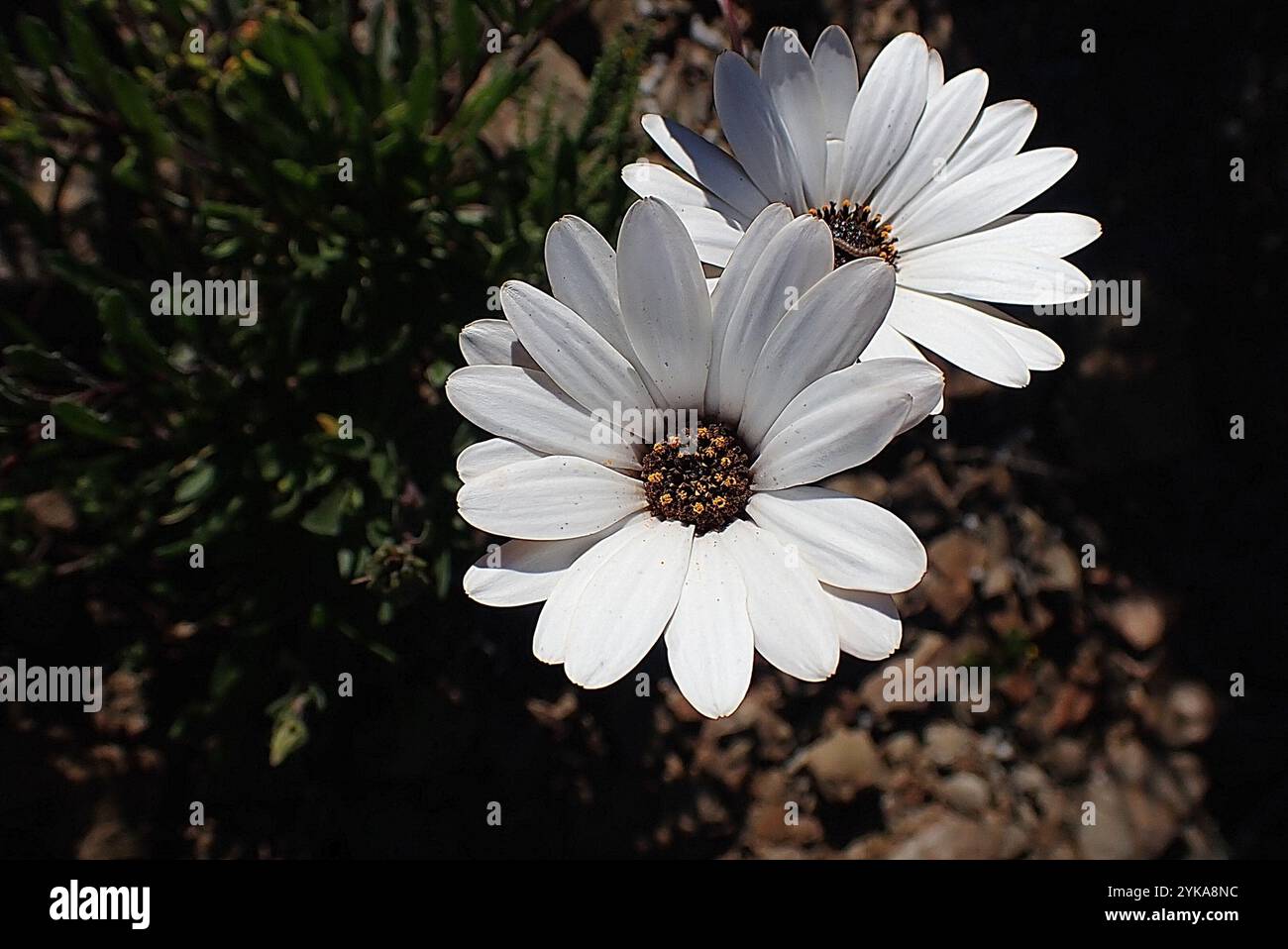 African oxeye (Dimorphotheca nudicaulis Stock Photo - Alamy