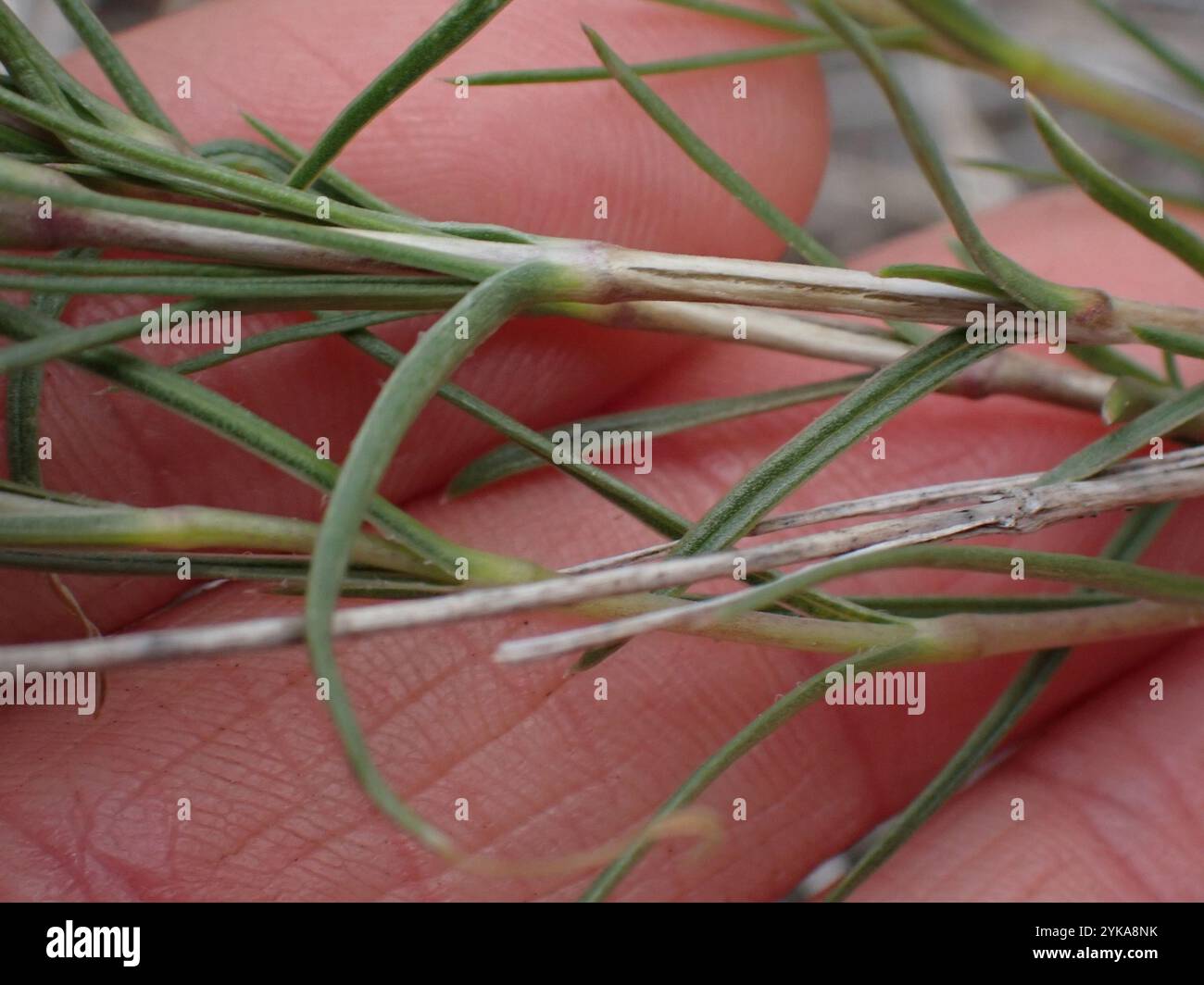 Longleaf Phlox (Phlox longifolia Stock Photo - Alamy
