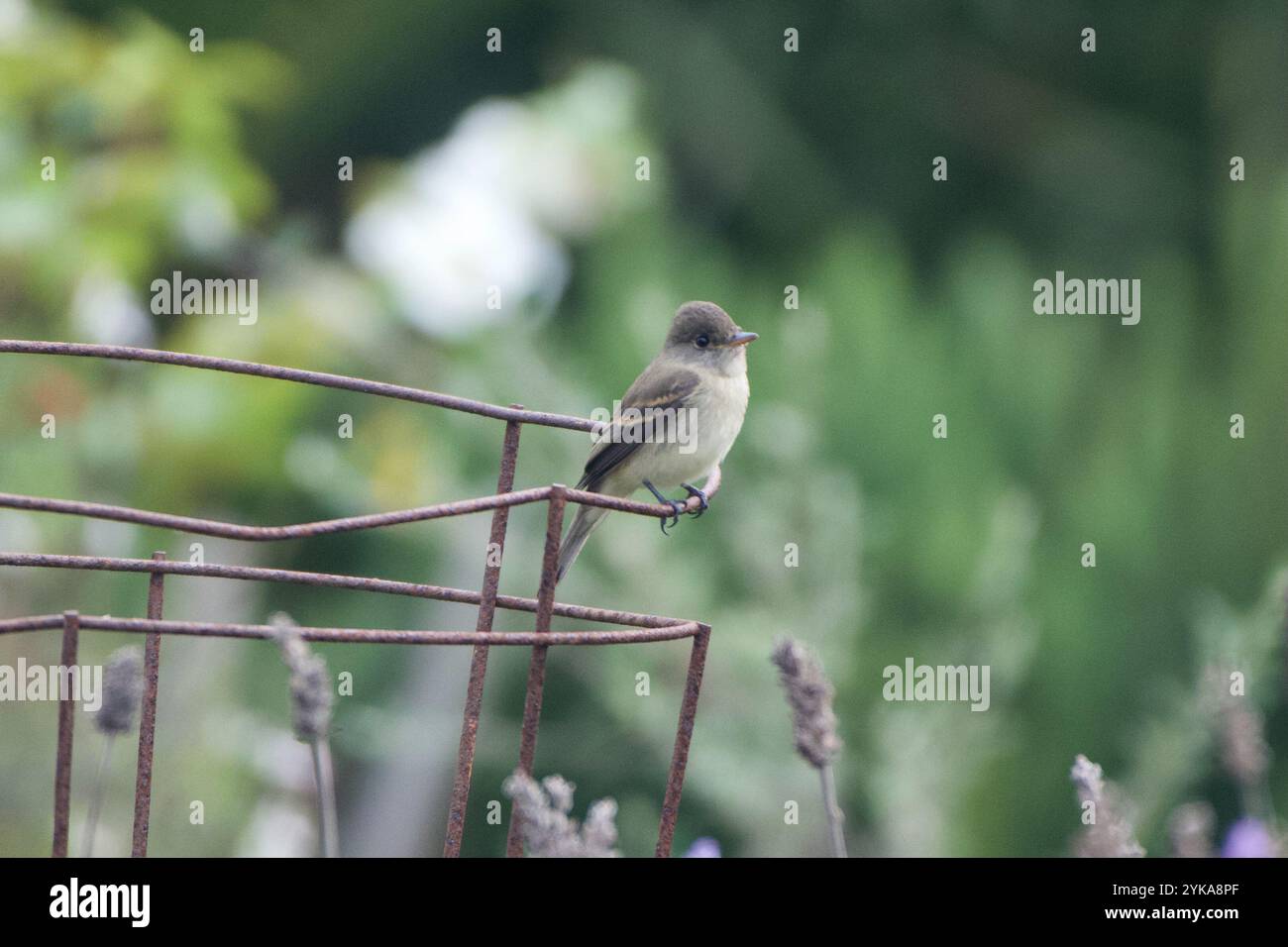 Willow Flycatcher (Empidonax traillii Stock Photo - Alamy