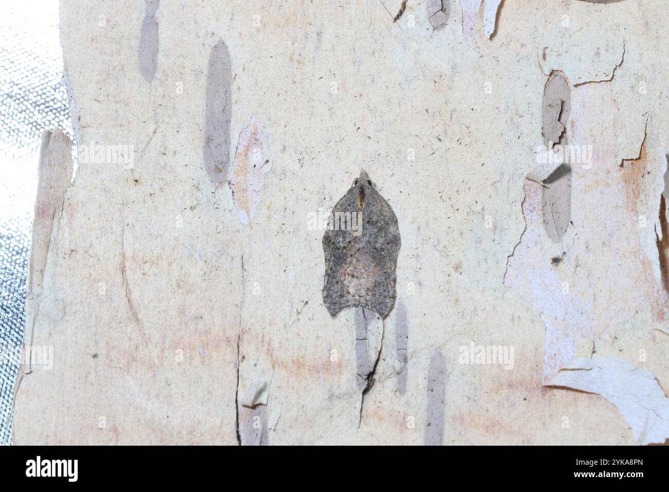 Tortricine Leafroller Moths (Tortricinae Stock Photo - Alamy