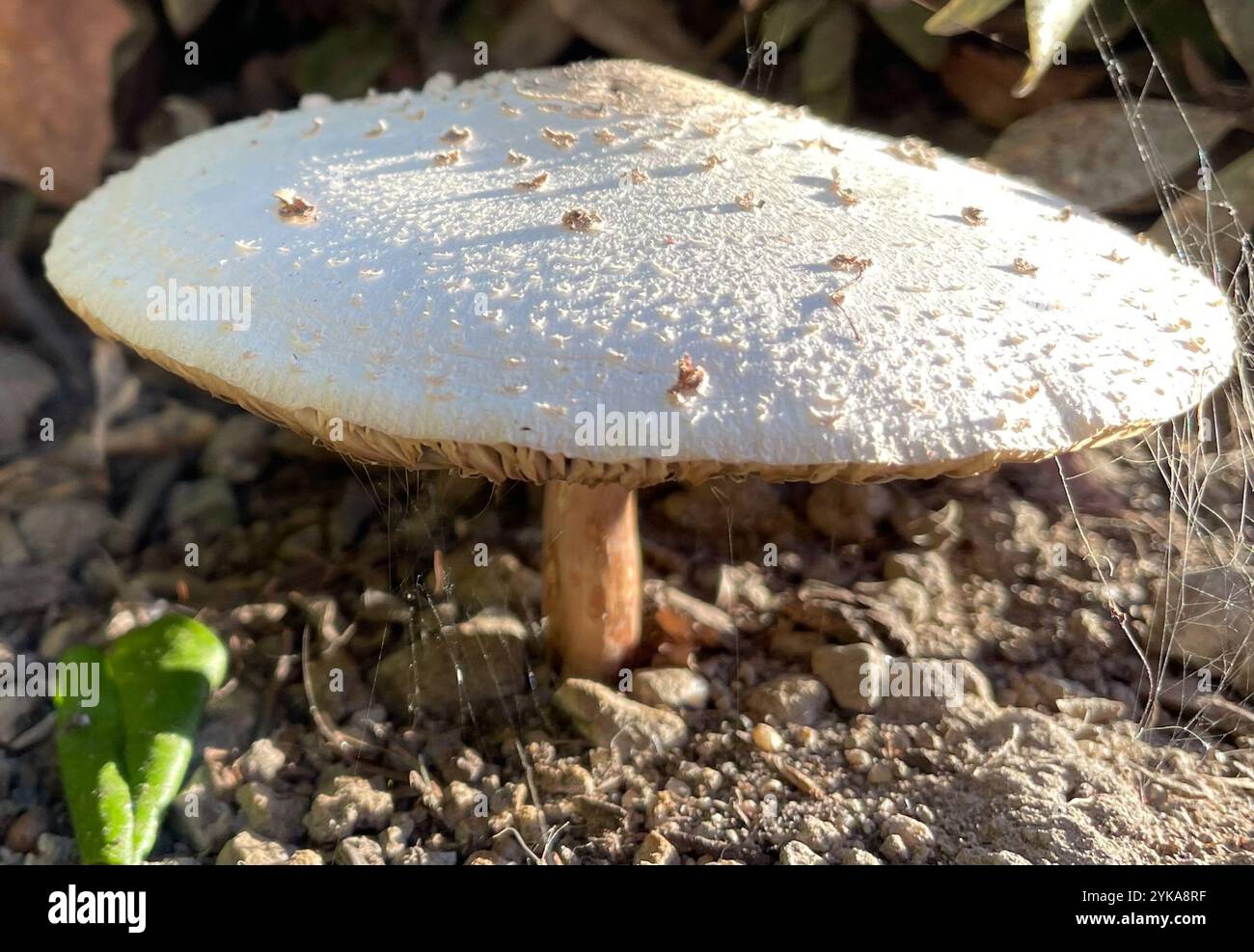green-spored parasol (Chlorophyllum molybdites Stock Photo - Alamy