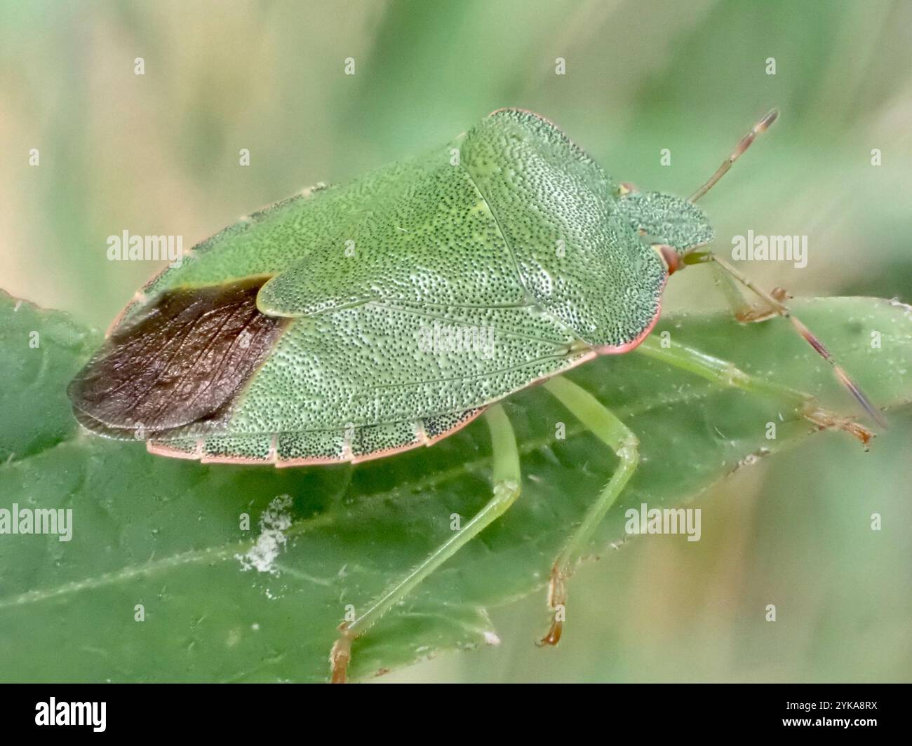 Green Shield Bug (Palomena prasina Stock Photo - Alamy