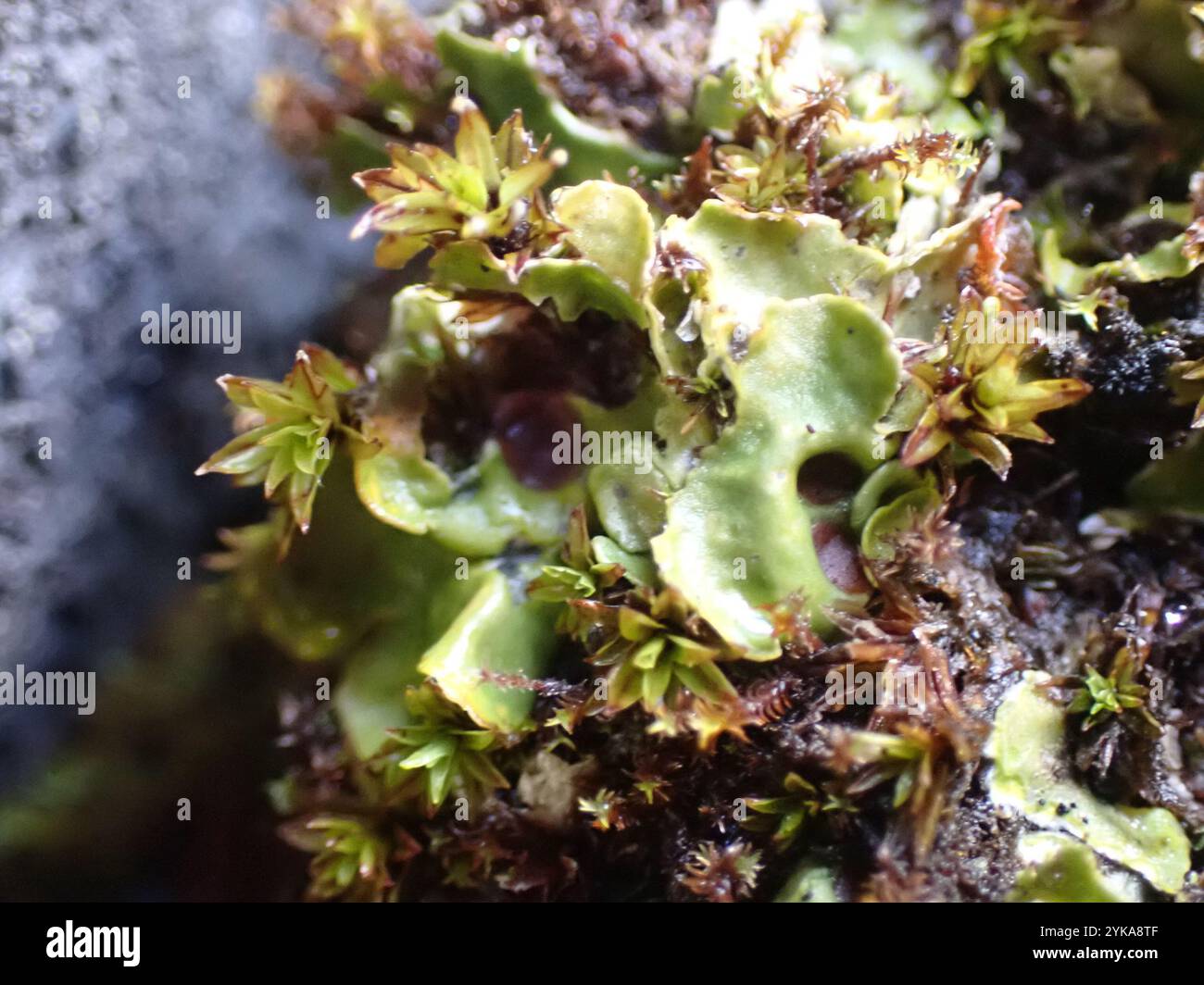 Common Chocolate Chip Lichen (Solorina saccata Stock Photo - Alamy