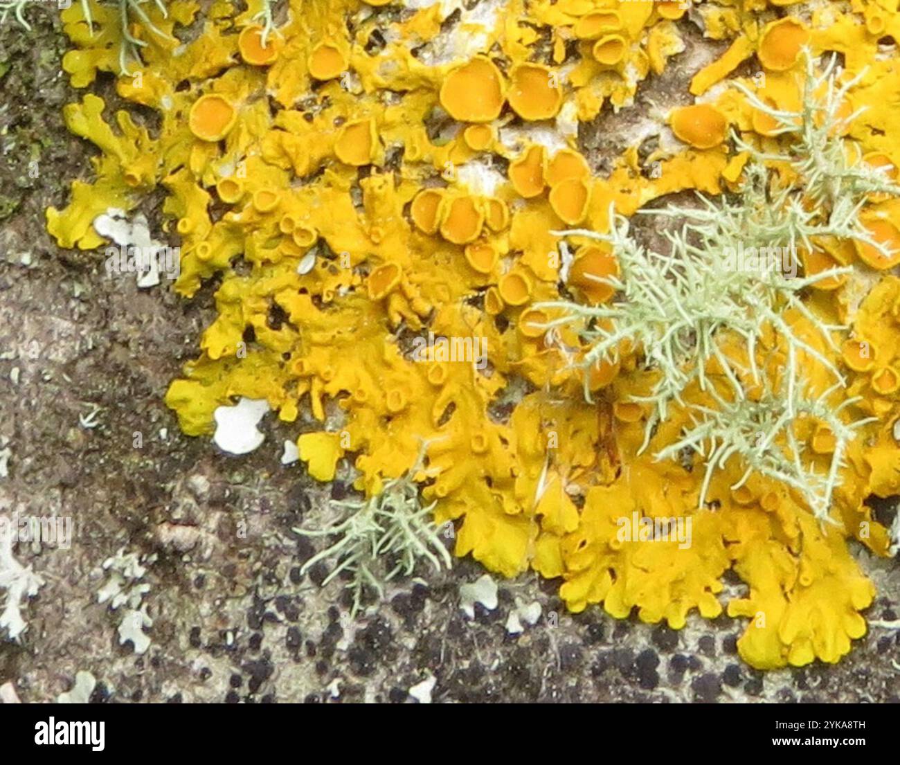 Common Sunburst Lichen (Xanthoria parietina Stock Photo - Alamy