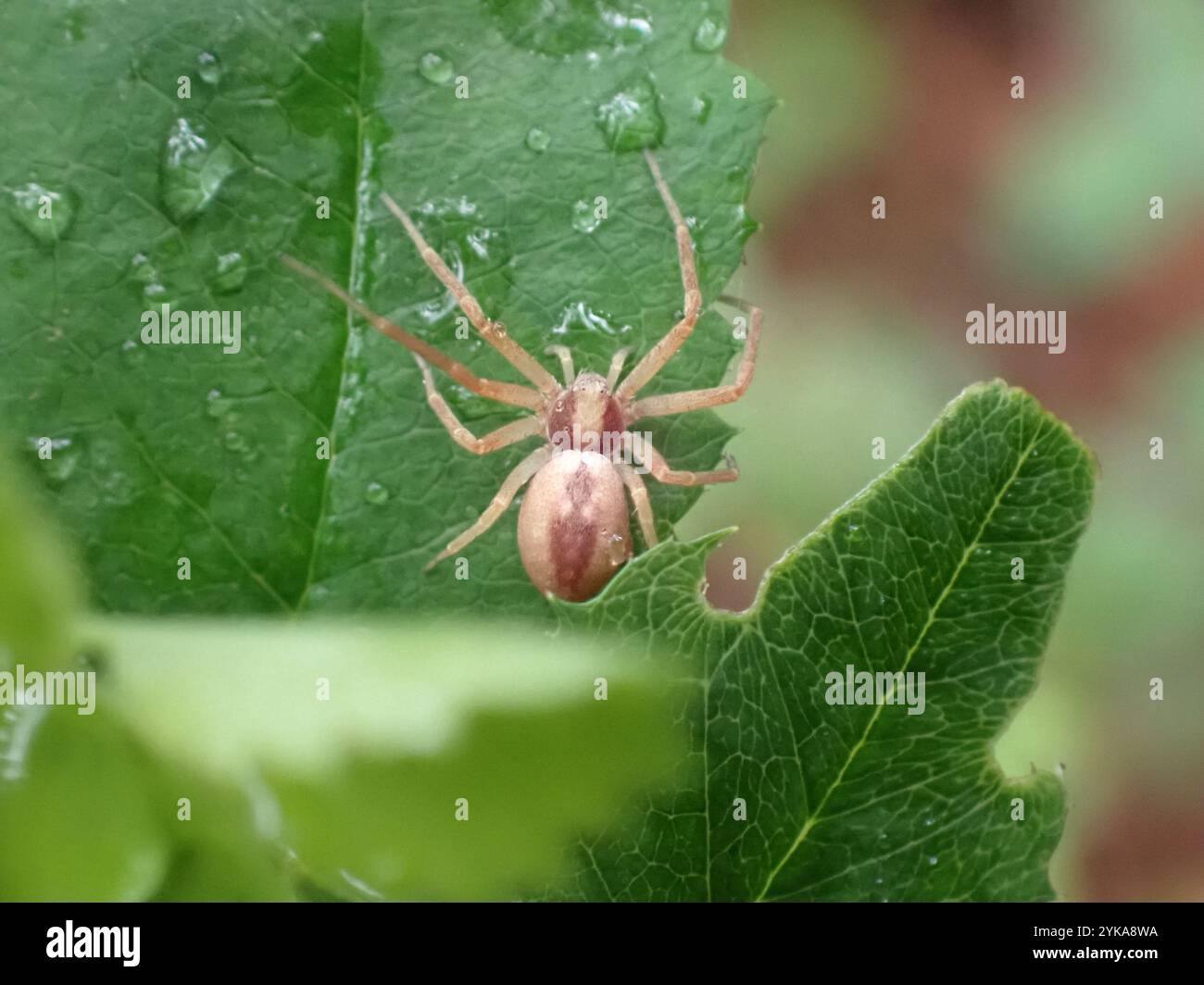 Running Crab Spiders (Philodromus Stock Photo - Alamy