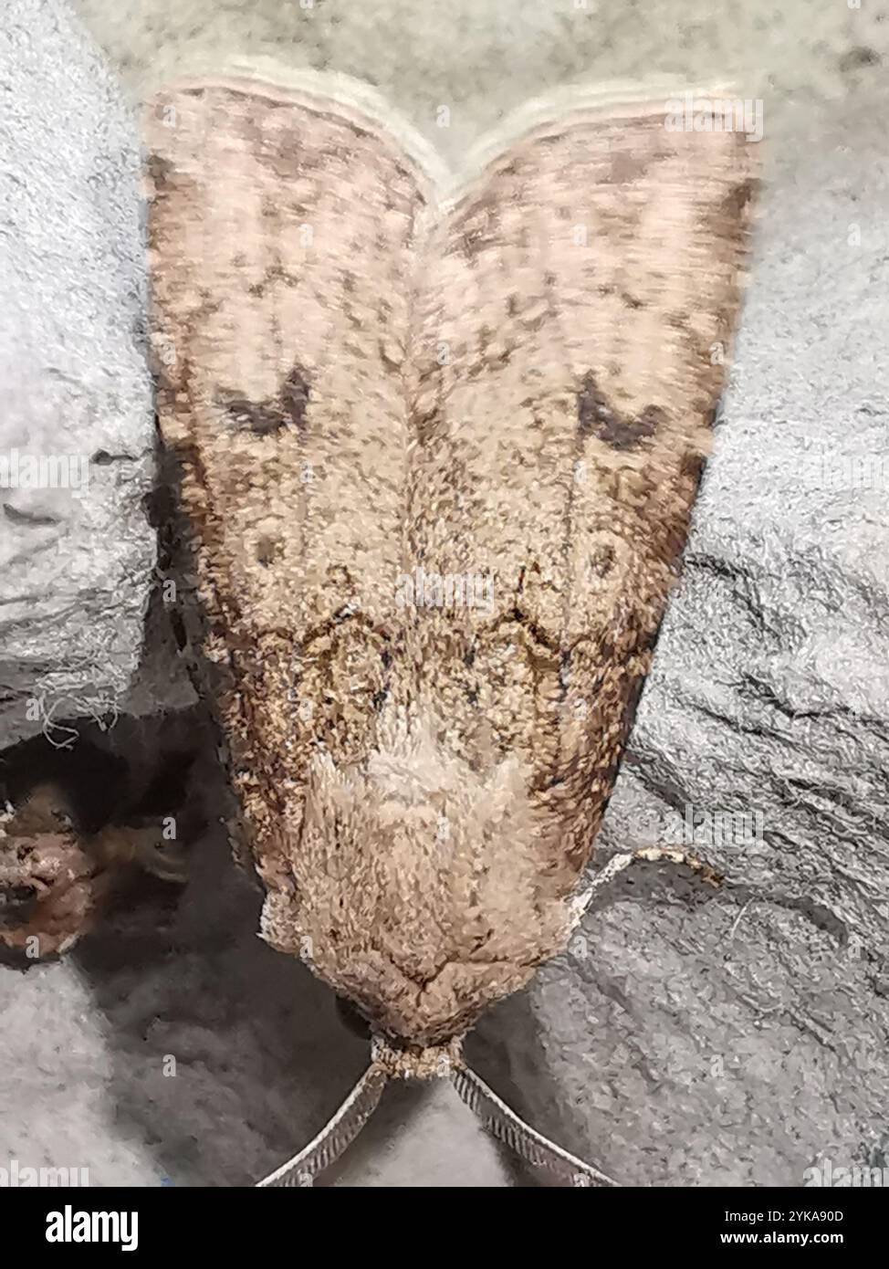 Turnip Moth (Agrotis segetum Stock Photo - Alamy