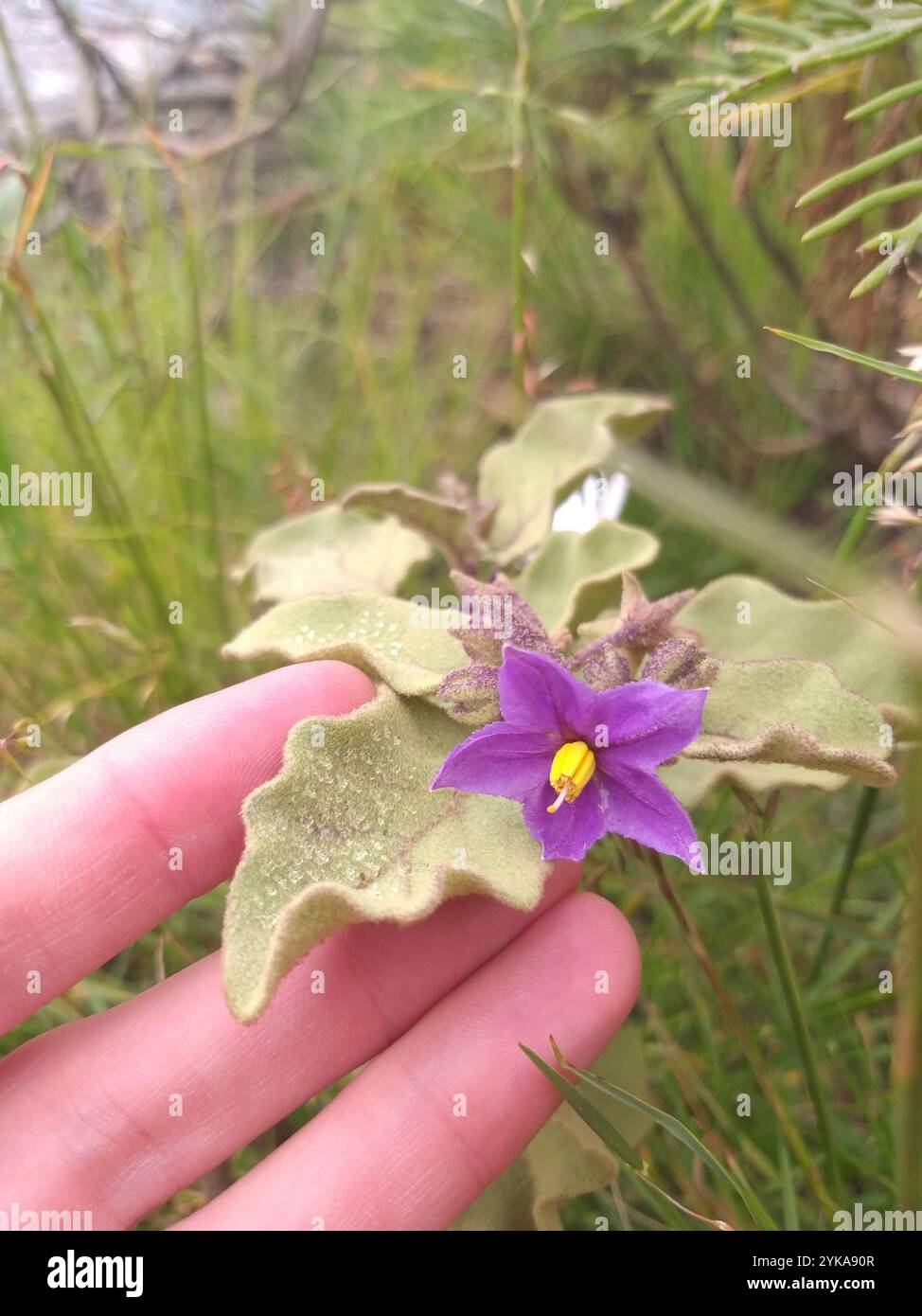 Common Snake-apple (Solanum tomentosum Stock Photo - Alamy