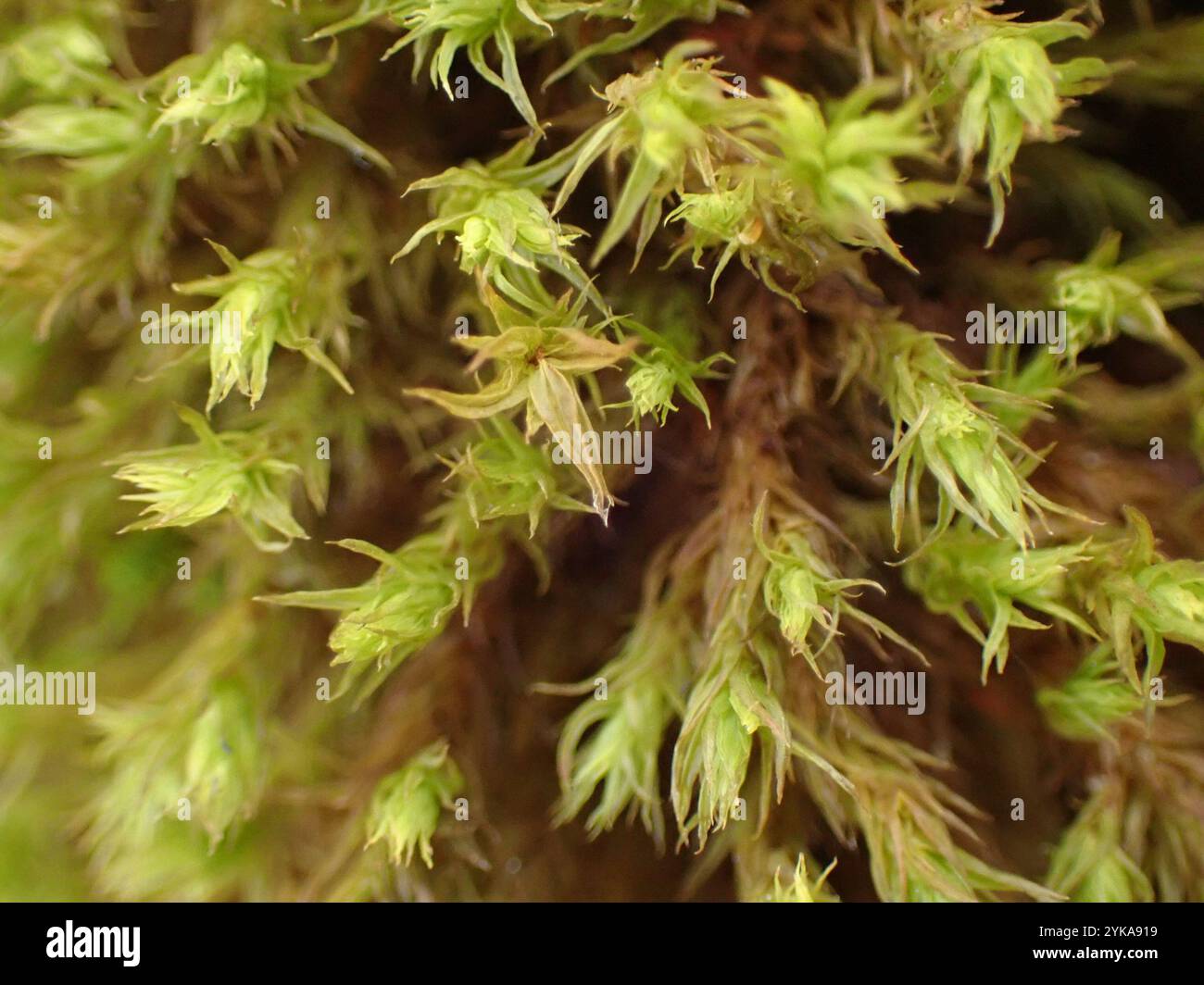 Rock Bristle-moss (Lewinskya rupestris Stock Photo - Alamy