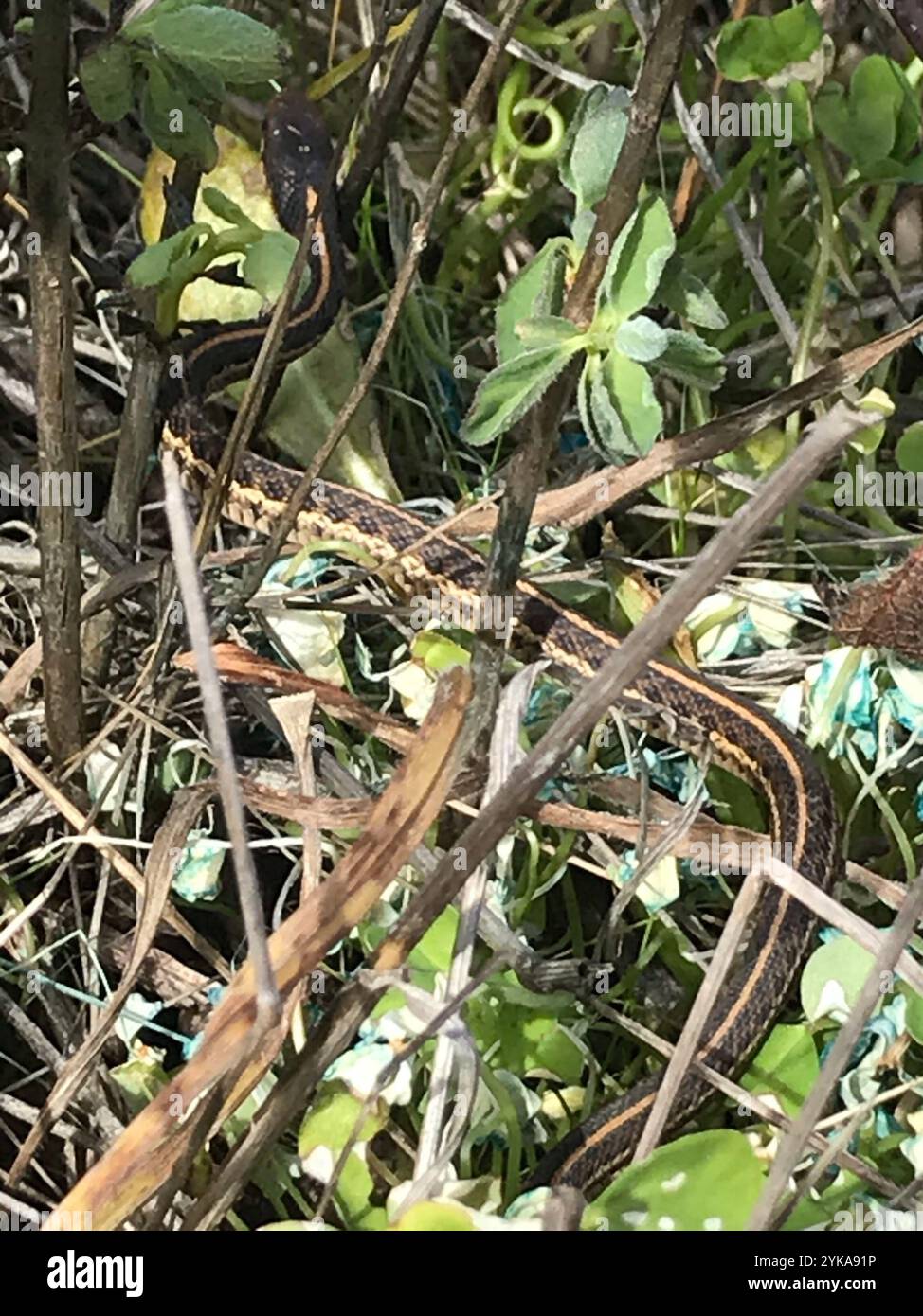 Coast Garter Snake (Thamnophis elegans terrestris Stock Photo - Alamy