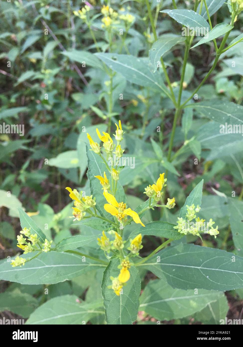Yellow Crownbeard (Verbesina occidentalis Stock Photo - Alamy