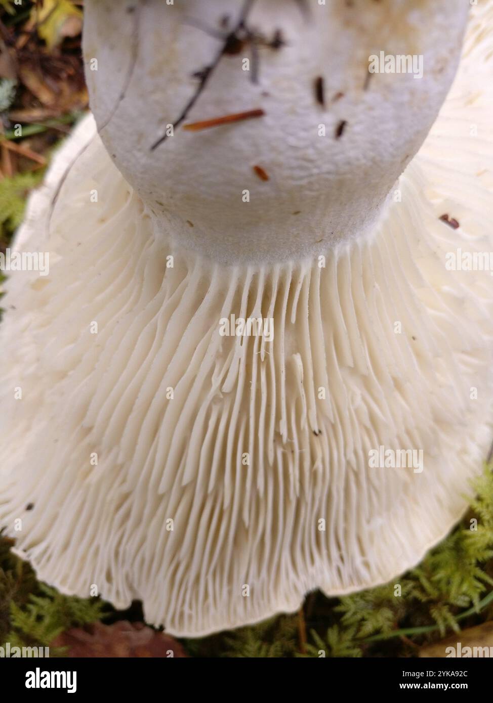 milk-white brittlegill (Russula delica Stock Photo - Alamy
