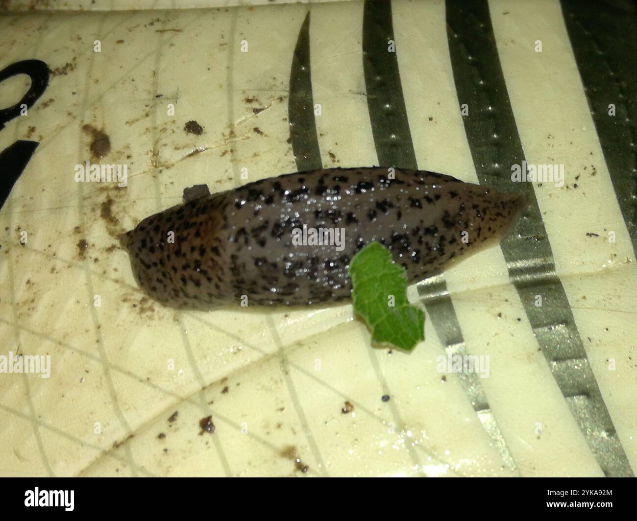 Leopard Slug (Limax maximus Stock Photo - Alamy