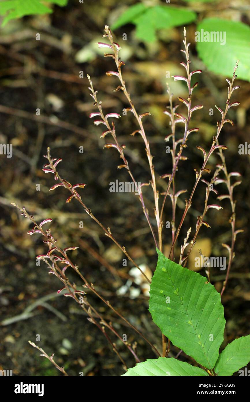 Beechdrops (Epifagus virginiana Stock Photo - Alamy