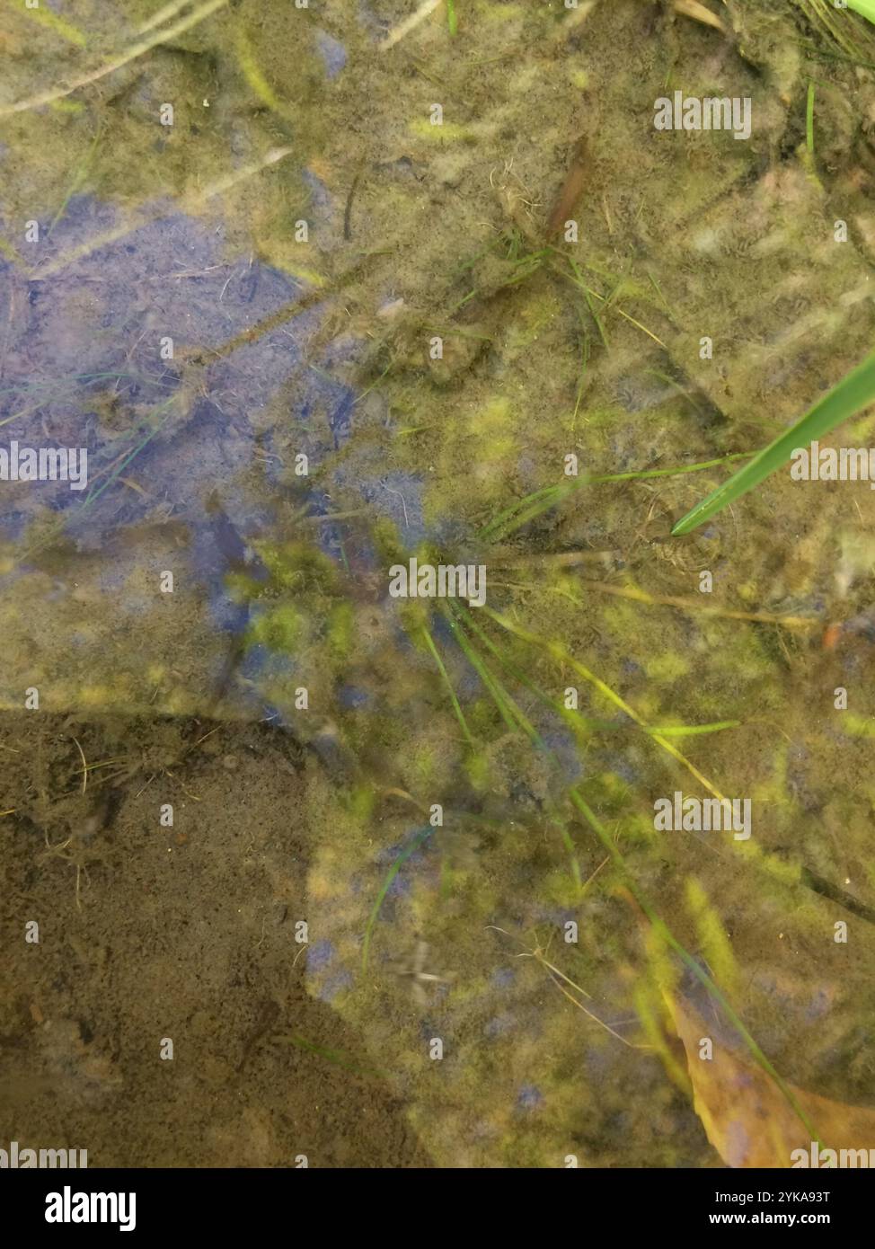 northern quillwort (Isoetes septentrionalis Stock Photo - Alamy