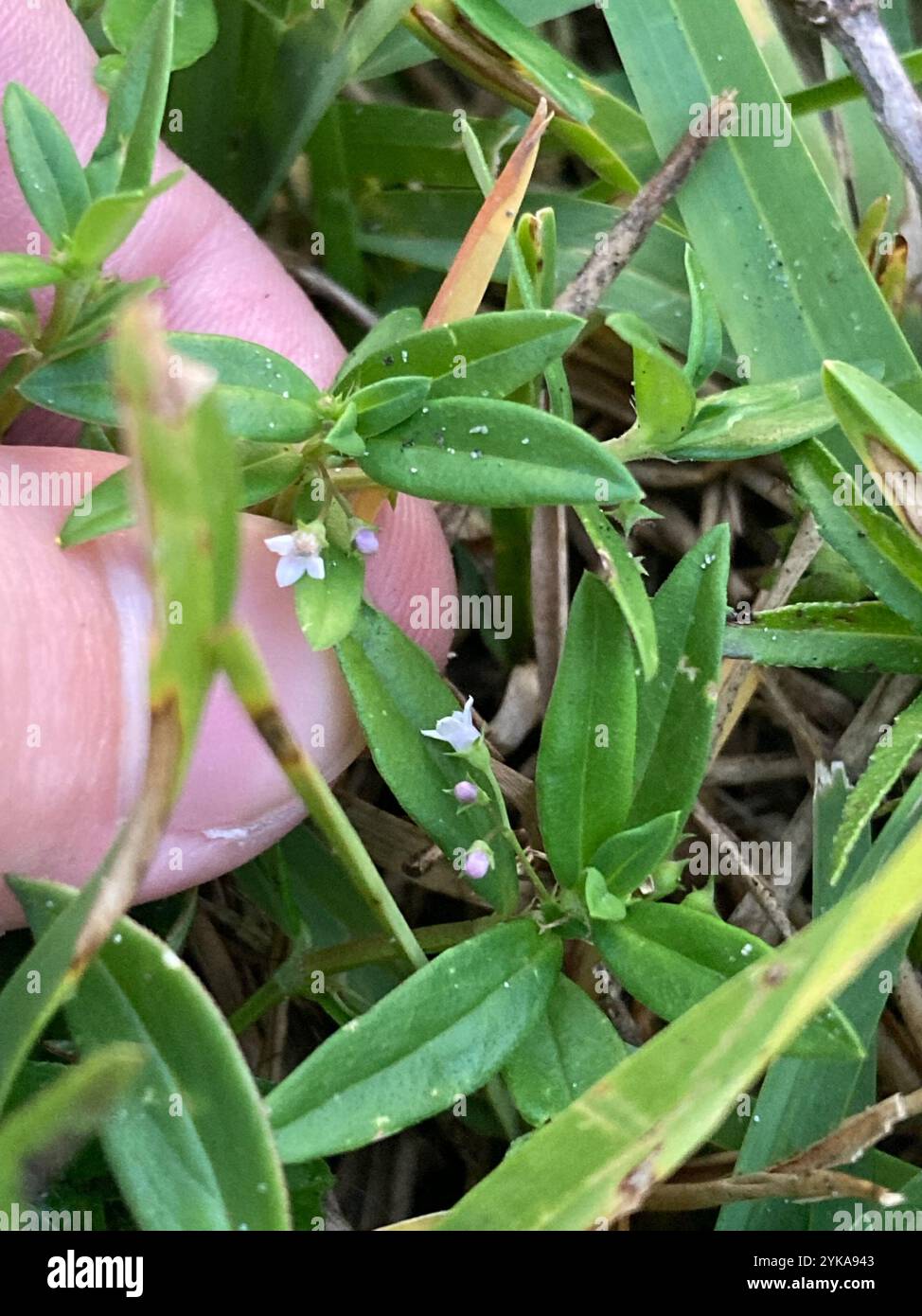 Old World Diamond Flower (Oldenlandia corymbosa Stock Photo - Alamy