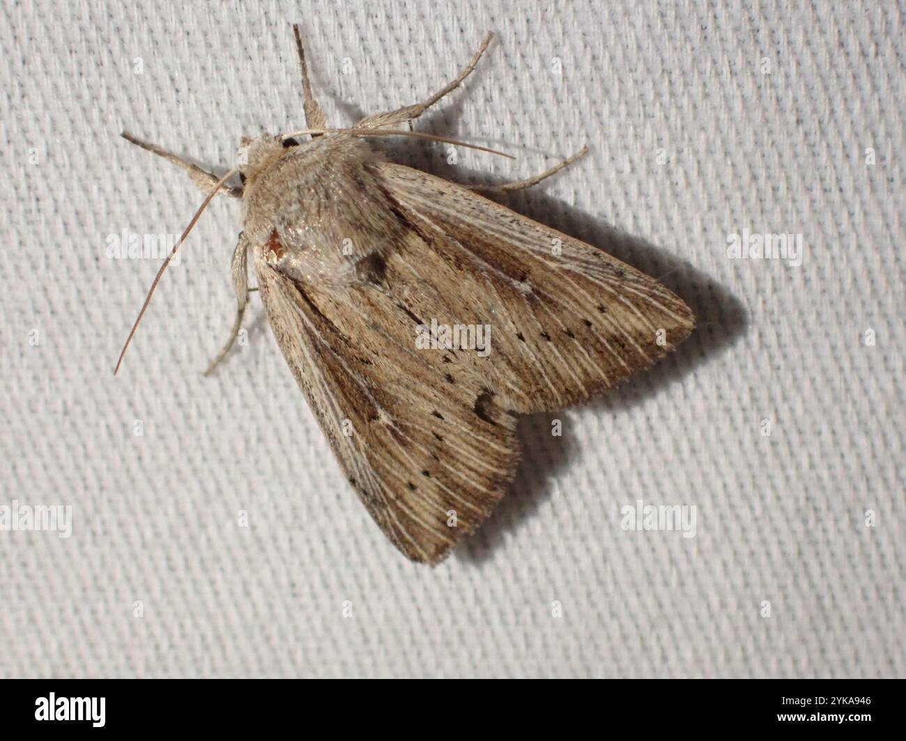 Heterodox Wainscot Moth (Leucania insueta Stock Photo - Alamy