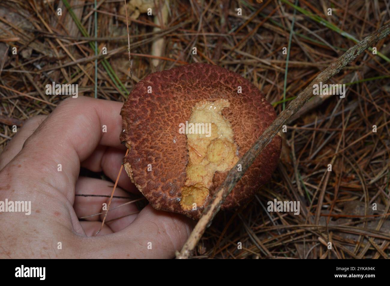 Painted Suillus (Suillus spraguei Stock Photo - Alamy