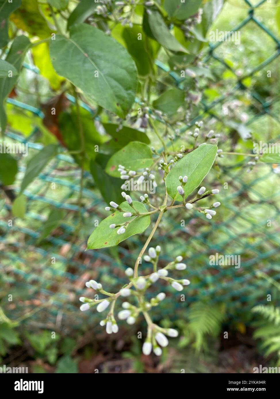 skunk vine (Paederia foetida Stock Photo - Alamy