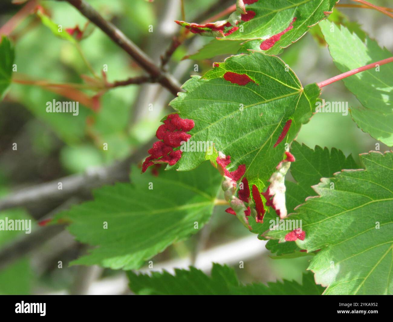 Rocky Mountain Maple Felt Mite (Aceria calaceris Stock Photo - Alamy