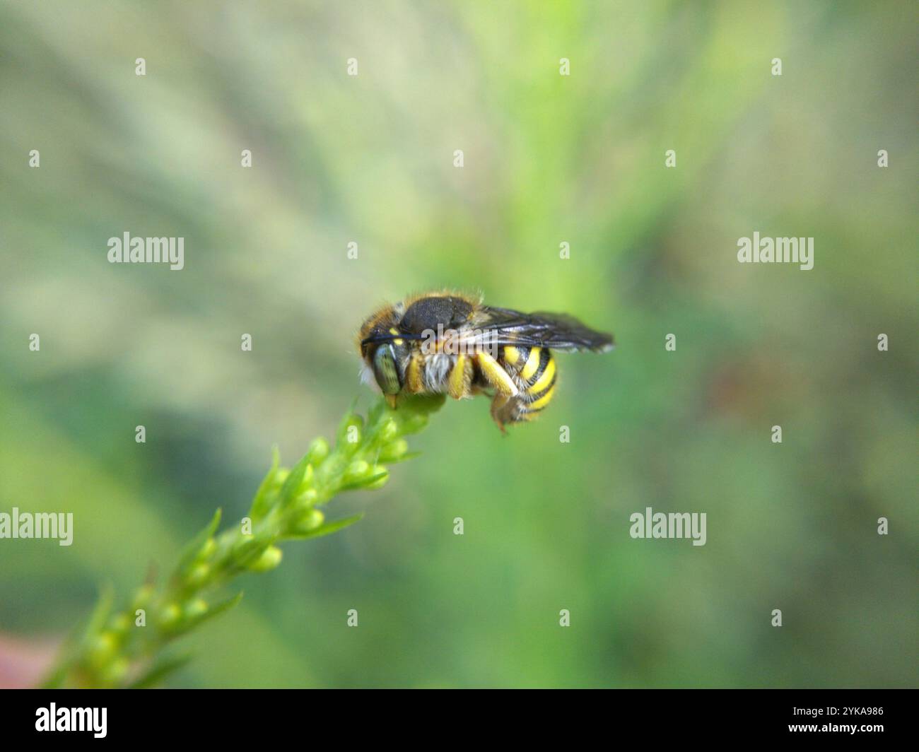 Anthidium oblongatum hi-res stock photography and images - Alamy