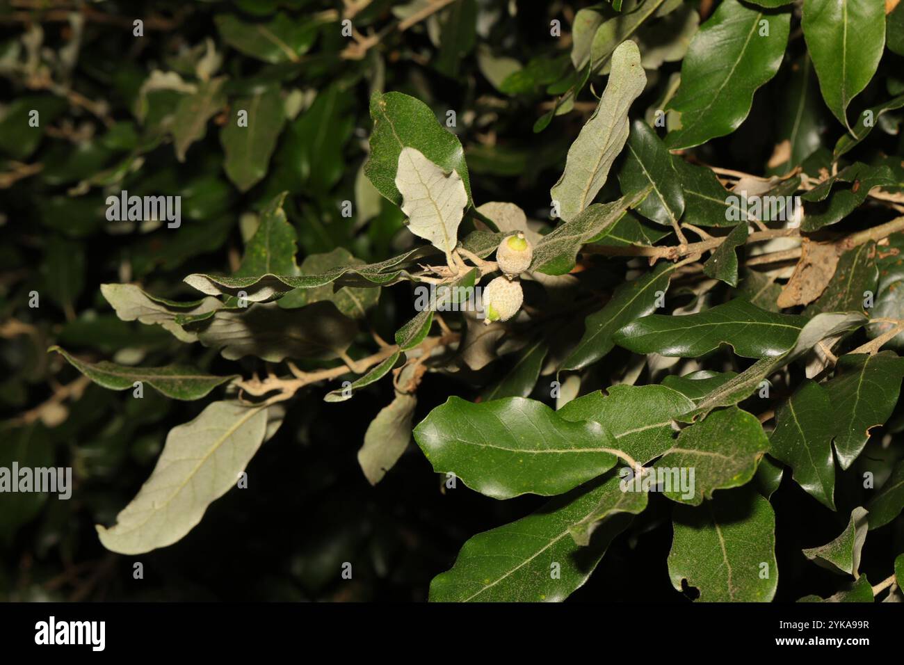 Holm oak (Quercus ilex Stock Photo - Alamy