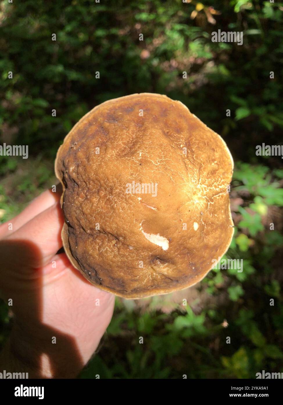 Ghost bolete hi-res stock photography and images - Alamy