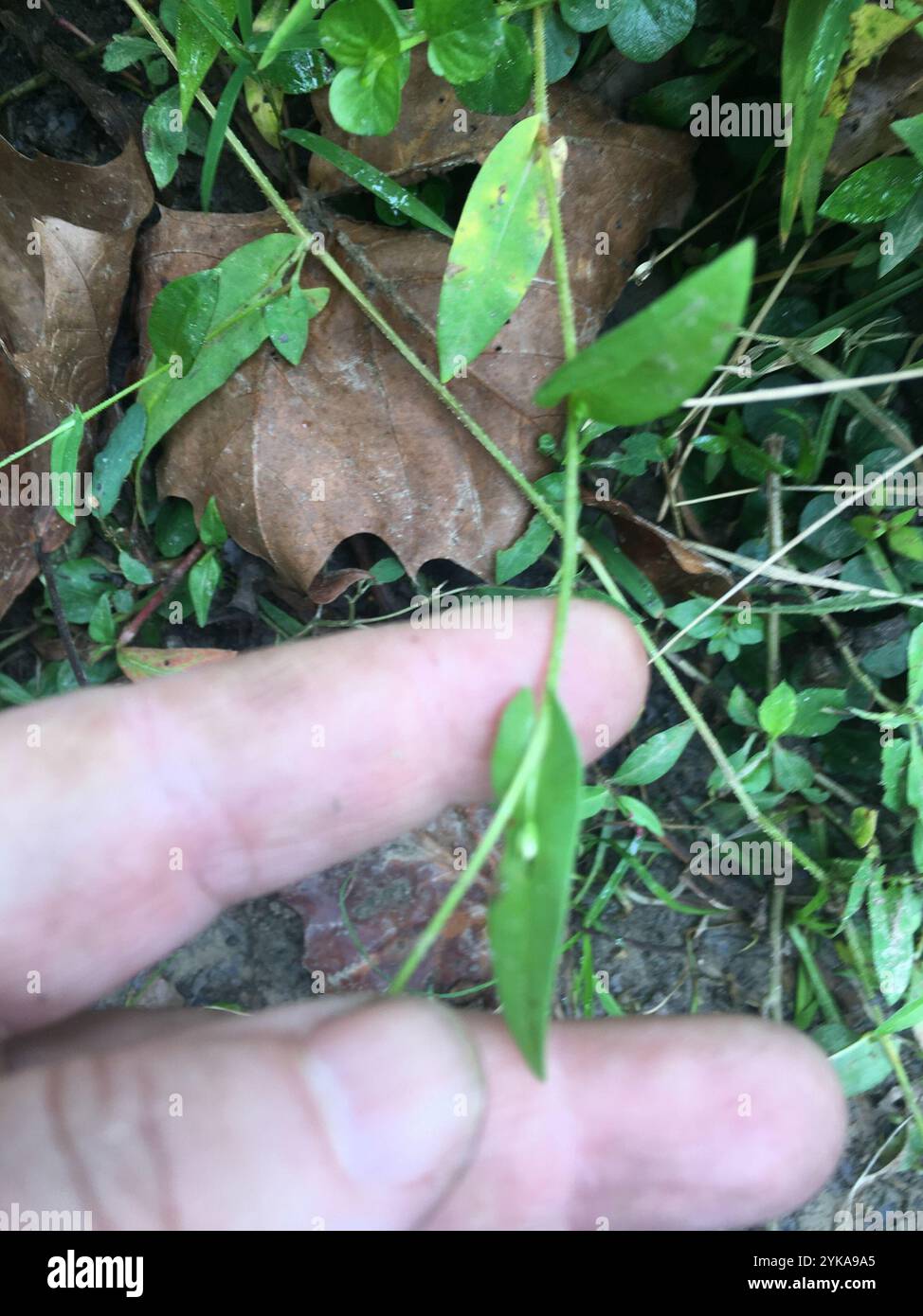arrow-leaved tearthumb (Persicaria sagittata Stock Photo - Alamy