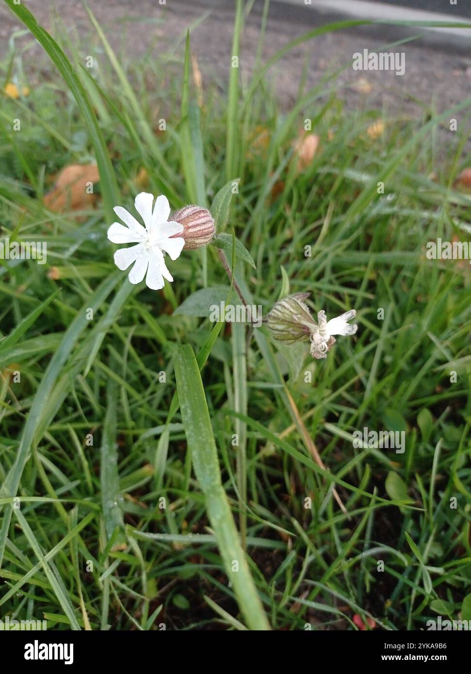 evening lychnis (Silene latifolia alba Stock Photo - Alamy