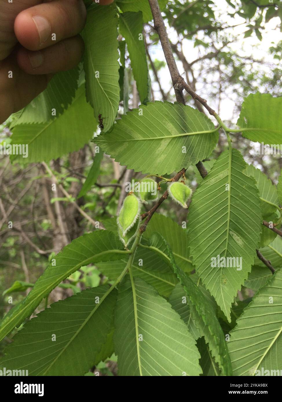 rock elm (Ulmus thomasii Stock Photo - Alamy