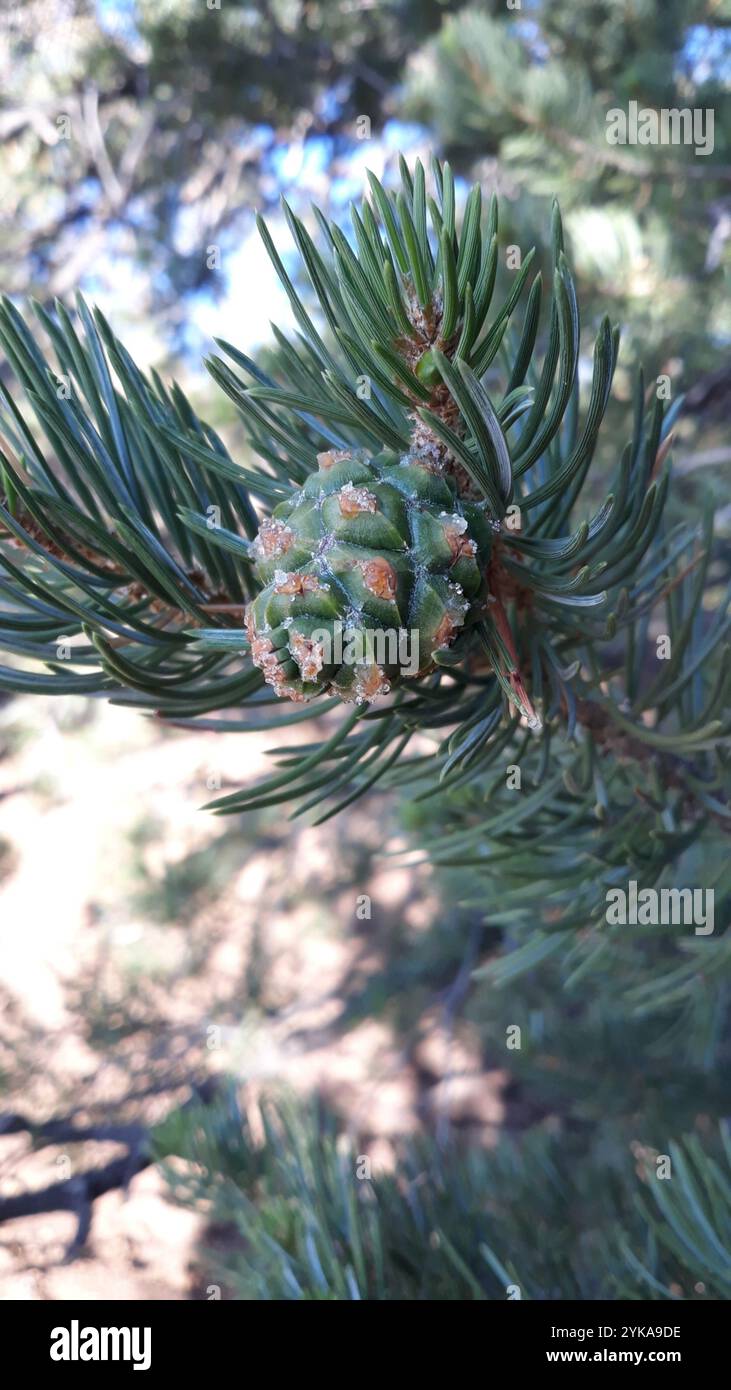 Colorado Pinyon (Pinus edulis Stock Photo - Alamy