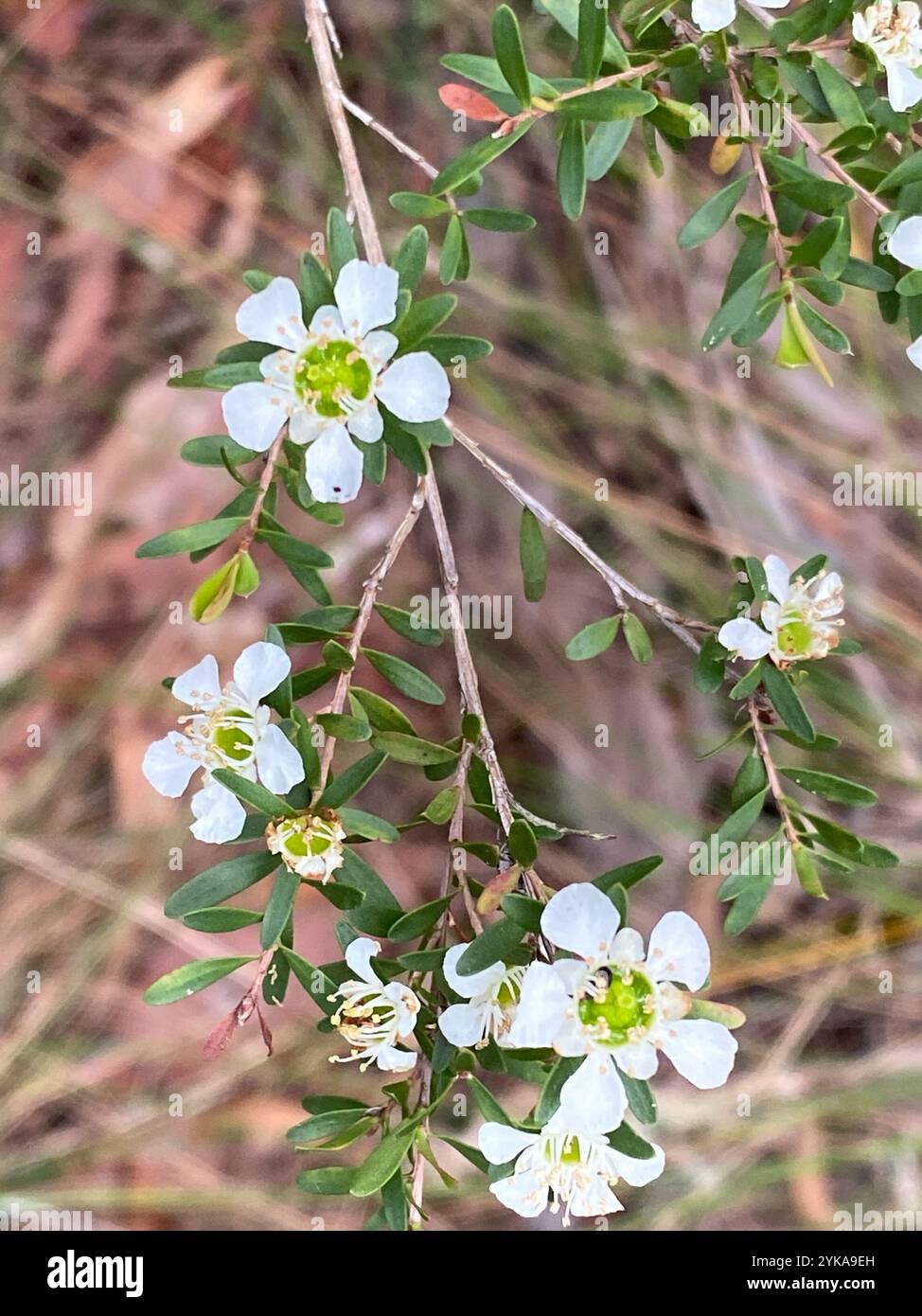 Tantoon (Leptospermum polygalifolium Stock Photo - Alamy