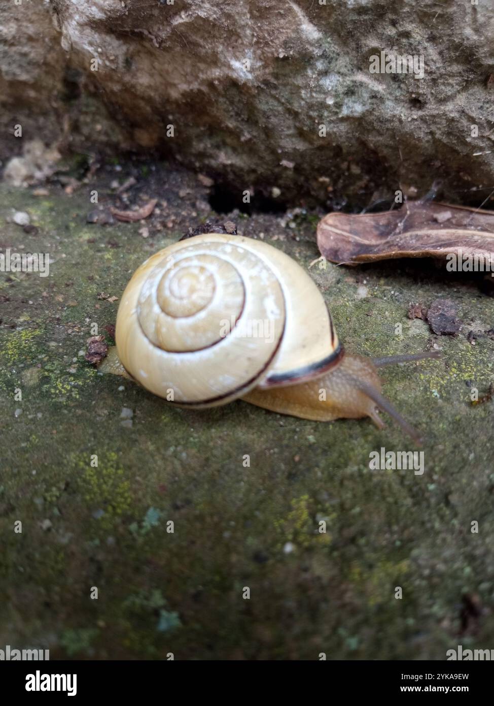 Brown-lipped Snail (Cepaea nemoralis Stock Photo - Alamy