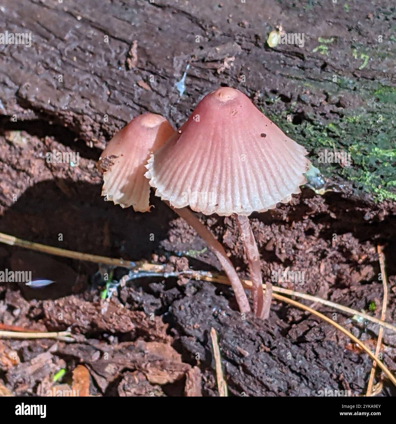 Bleeding Fairy Helmet (Mycena haematopus Stock Photo - Alamy