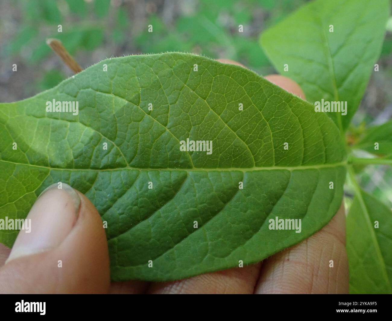 twinberry honeysuckle (Lonicera involucrata Stock Photo - Alamy