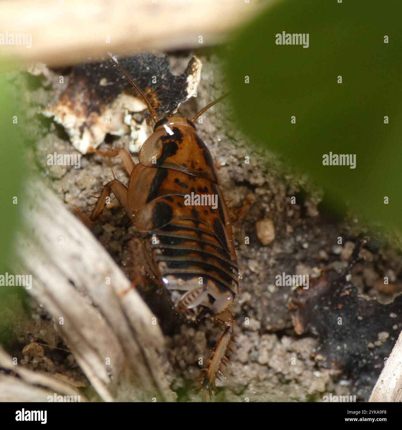 Cockroaches and Termites (Blattodea Stock Photo - Alamy