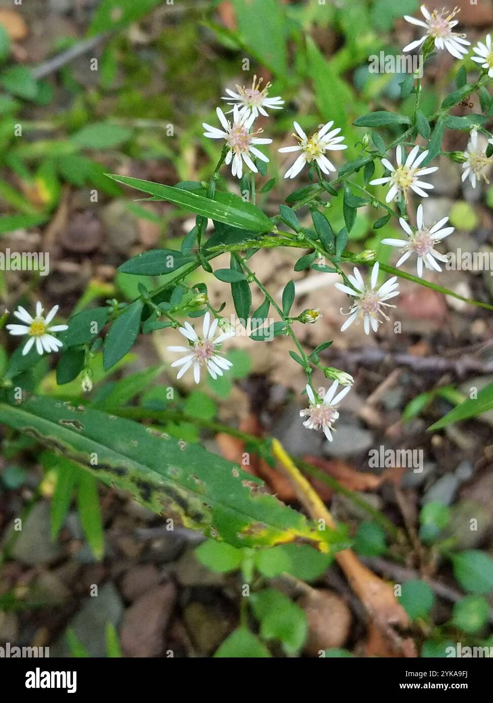 Aster symphyotrichum lateriflorum hi-res stock photography and images ...