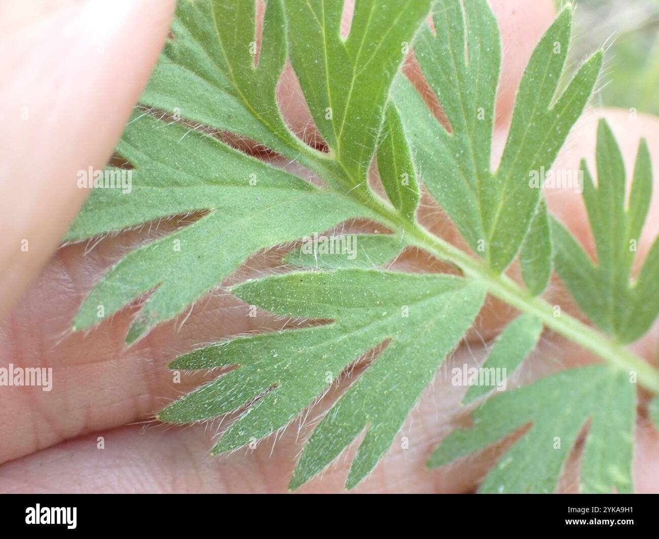 prairie smoke (Geum triflorum Stock Photo - Alamy