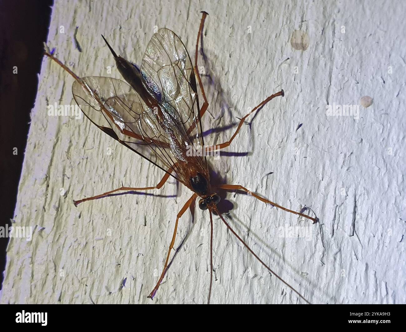 Orange ichneumonid wasp (Netelia ephippiata Stock Photo - Alamy
