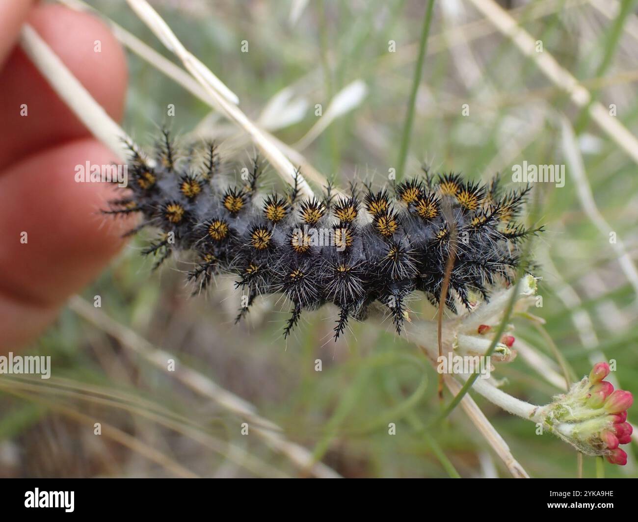 Western Sheep Moth (Hemileuca eglanterina Stock Photo - Alamy