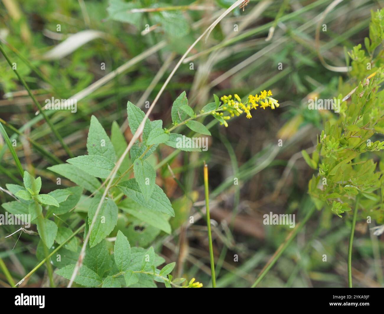 common wrinkle-leaved goldenrod (Solidago rugosa Stock Photo - Alamy