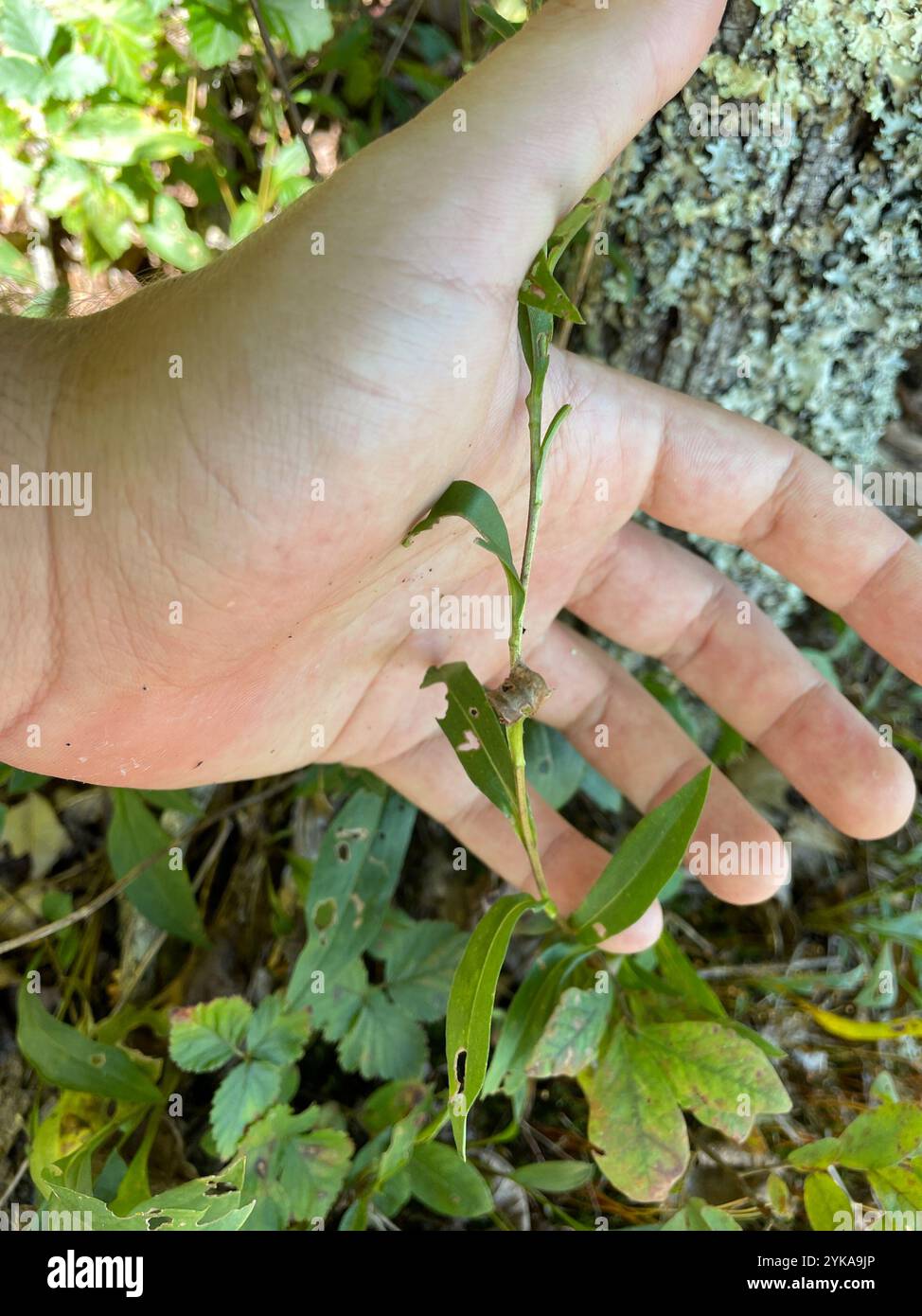 Creeping aster hi-res stock photography and images - Alamy