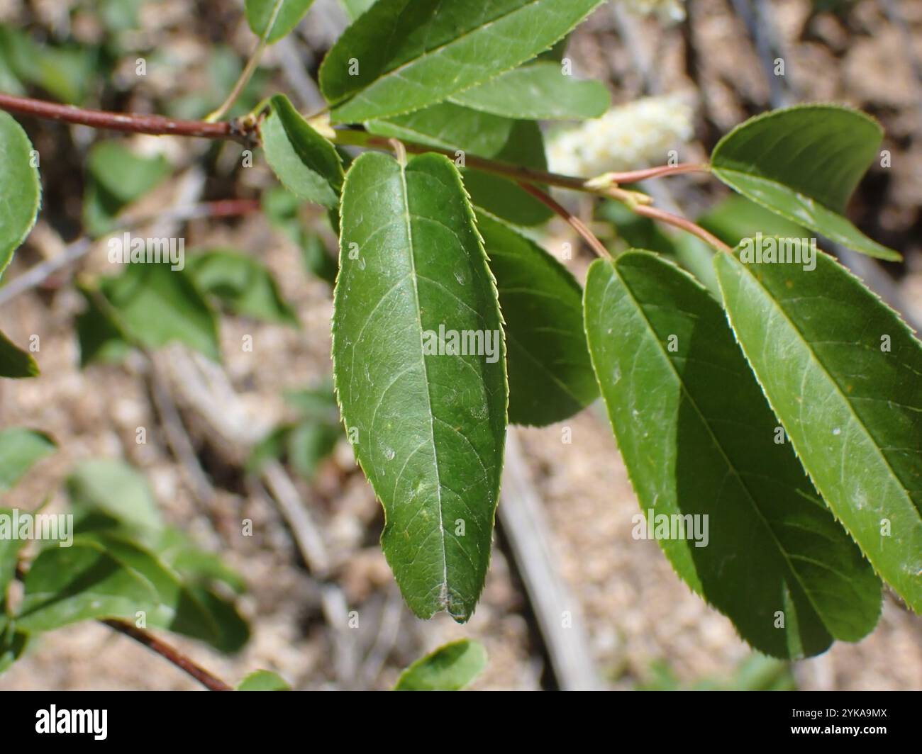 chokecherry (Prunus virginiana Stock Photo - Alamy