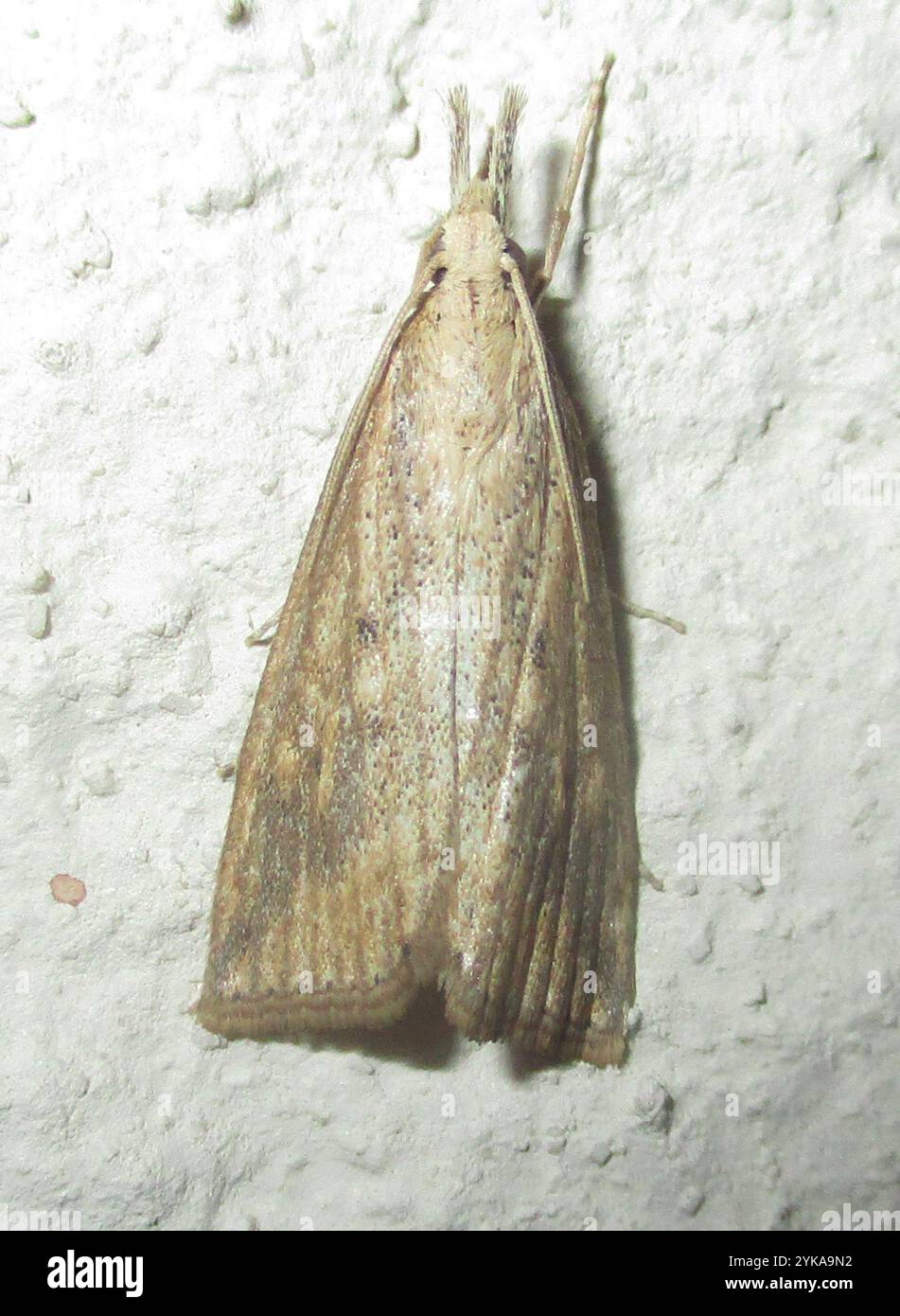 Sorghum Stem Borer (Chilo partellus Stock Photo - Alamy