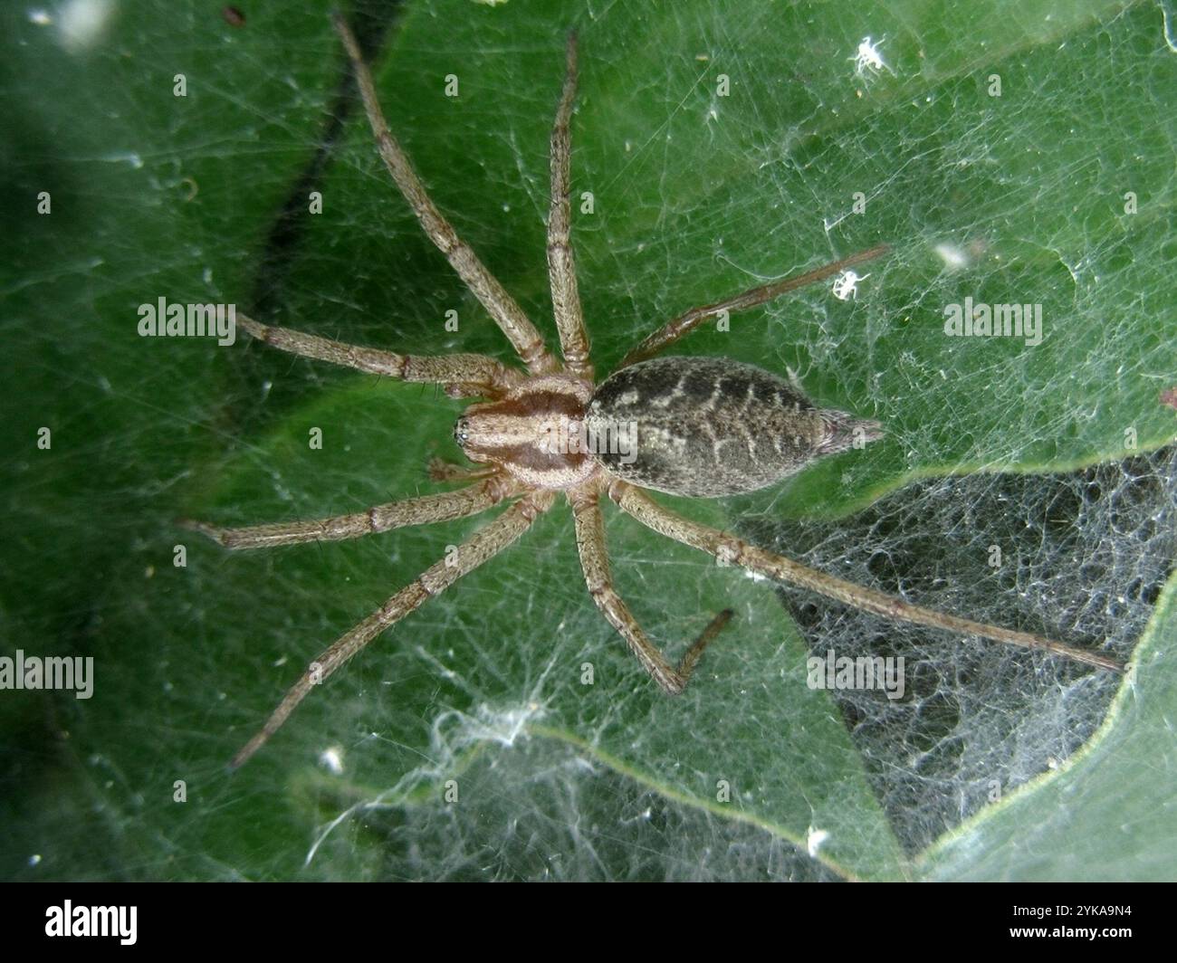 Labyrinth spider (Agelena labyrinthica Stock Photo - Alamy