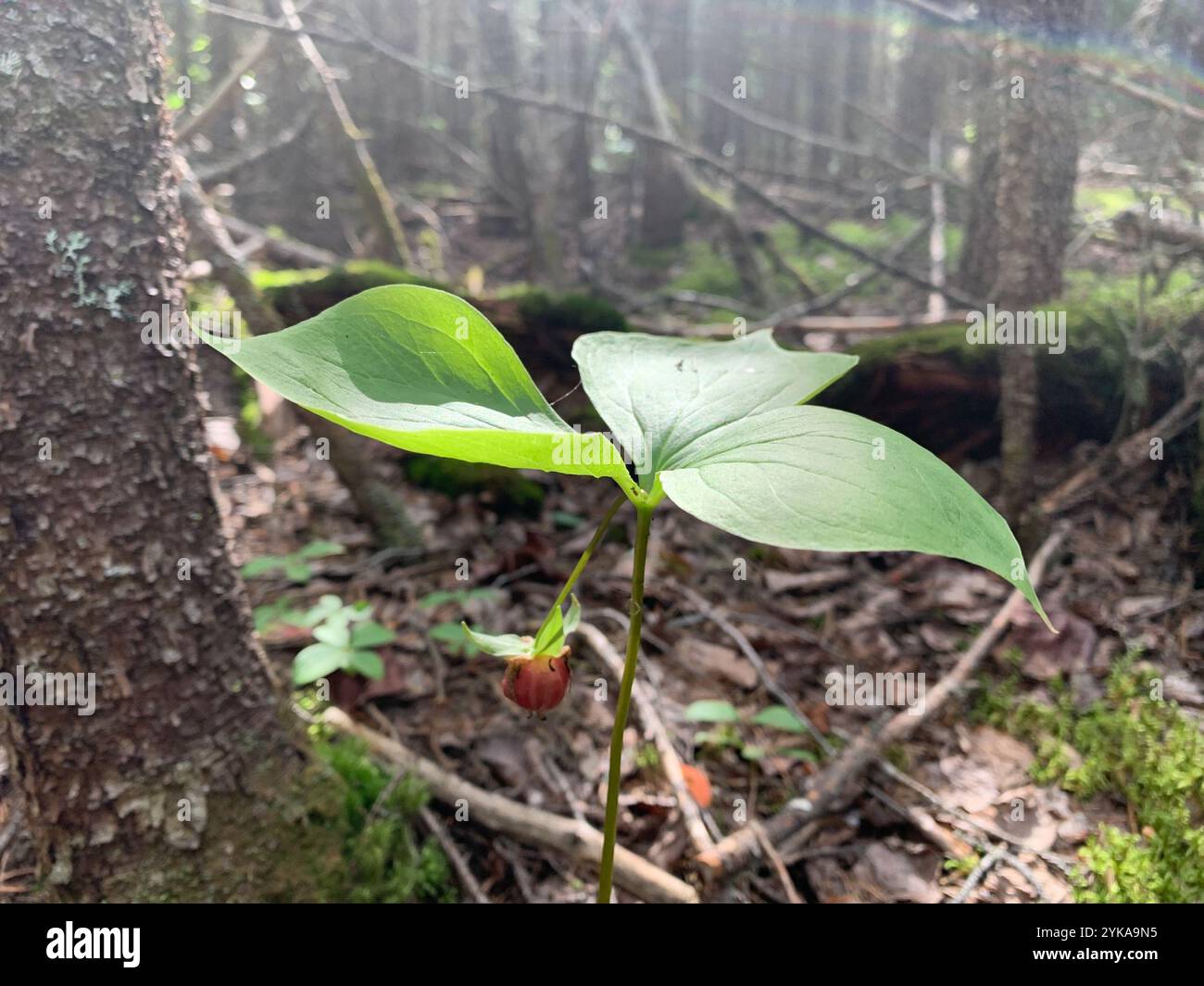 Trillium cernuum hi-res stock photography and images - Alamy