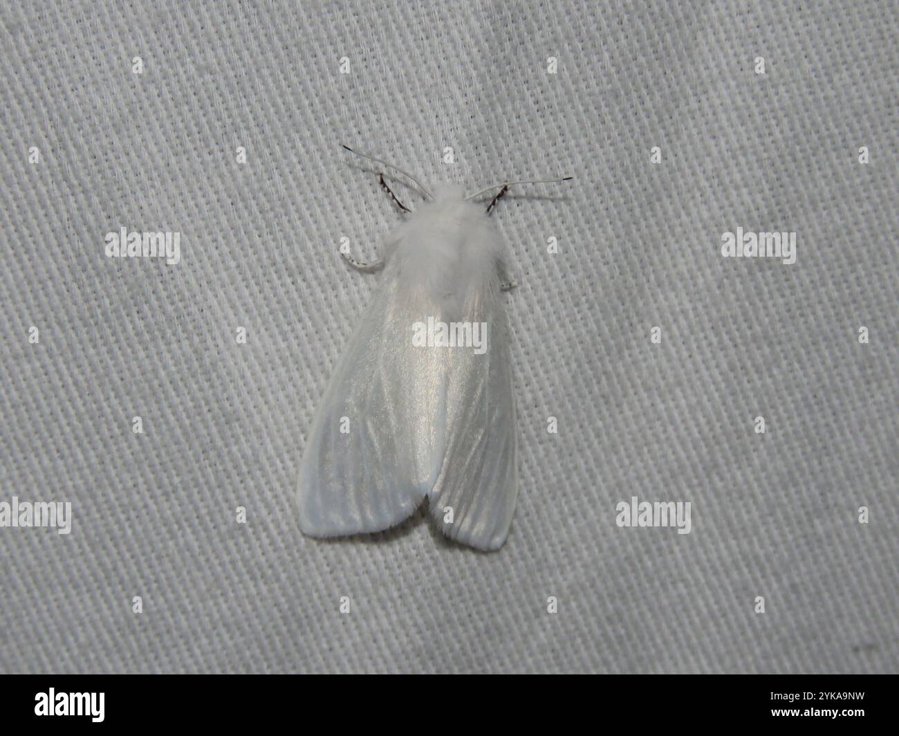 Underwing, Tiger, Tussock, and Allied Moths (Erebidae Stock Photo - Alamy