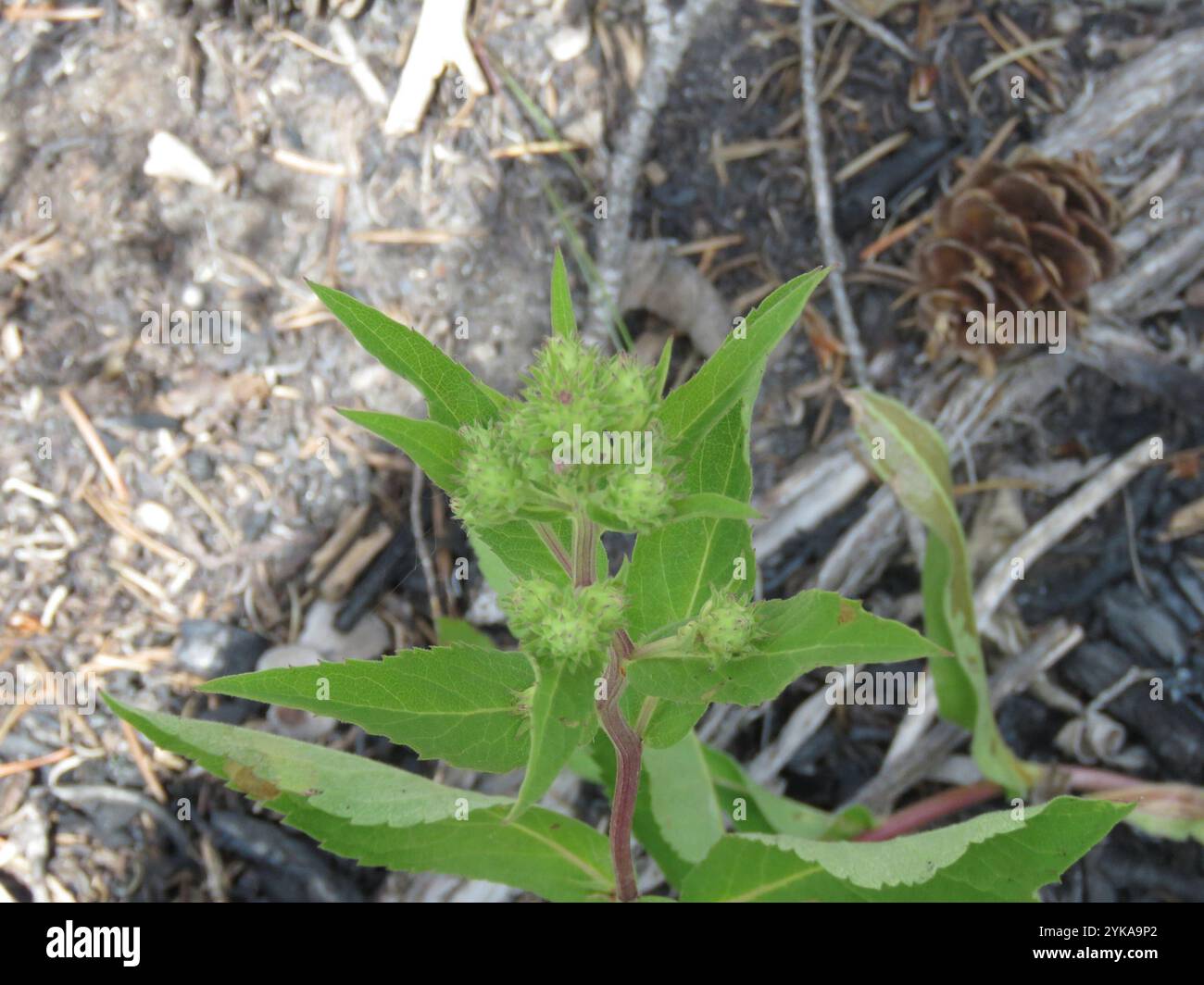 wood asters (Eurybia Stock Photo - Alamy